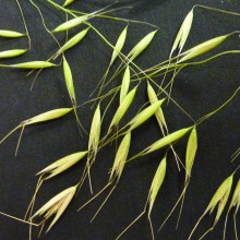 Cheatgrass | The Grass Awn Project